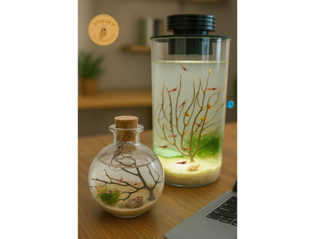 Shrimp Ecosphere - Self Sustainable Ecosystem