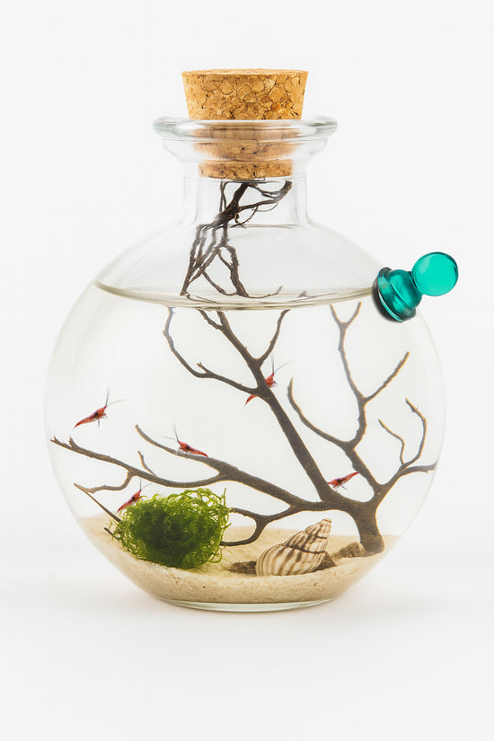 Shrimp Ecosphere - Self Sustainable Ecosystem