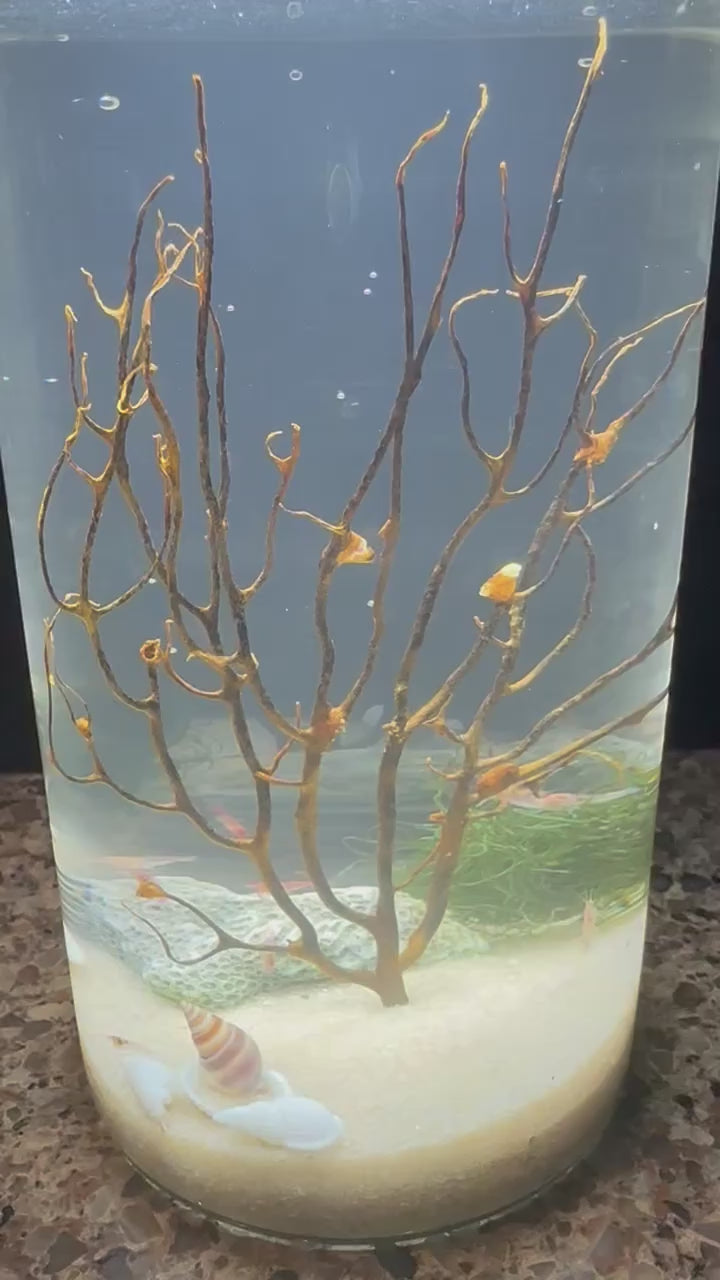 Shrimp Ecosphere - Self Sustainable Ecosystem